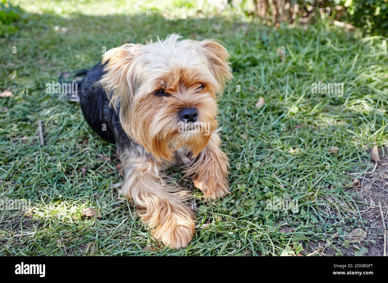 Yorkshire terrier puppy play hi-res stock photography and images - Alamy