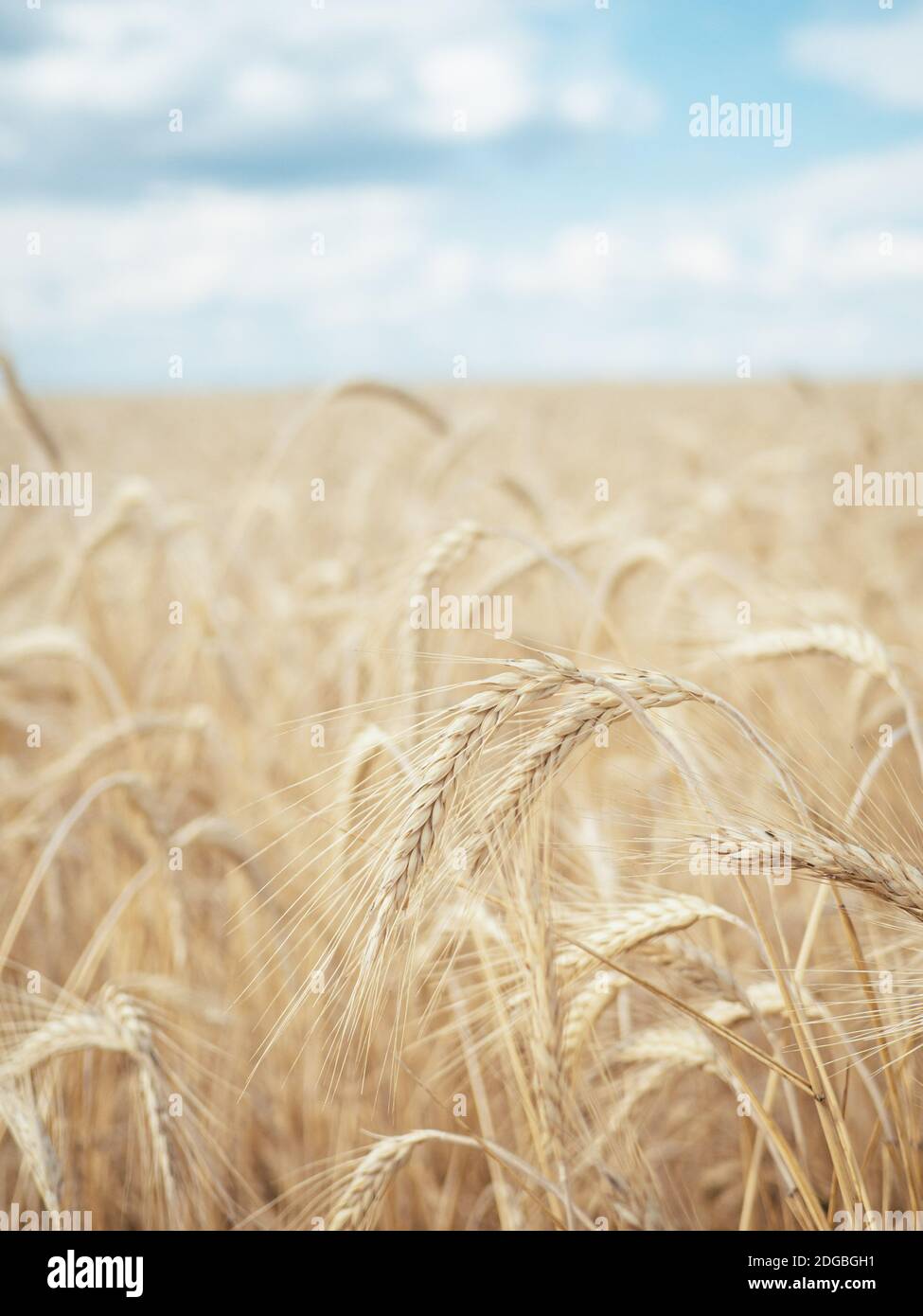 Gold corn hi-res stock photography and images - Alamy