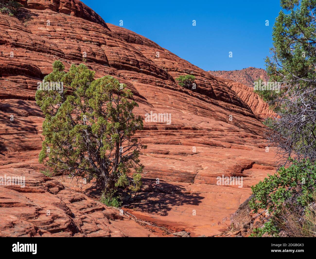 Juniper grows in the Petrified Dunes, Snow Canyon State Park, Saint ...