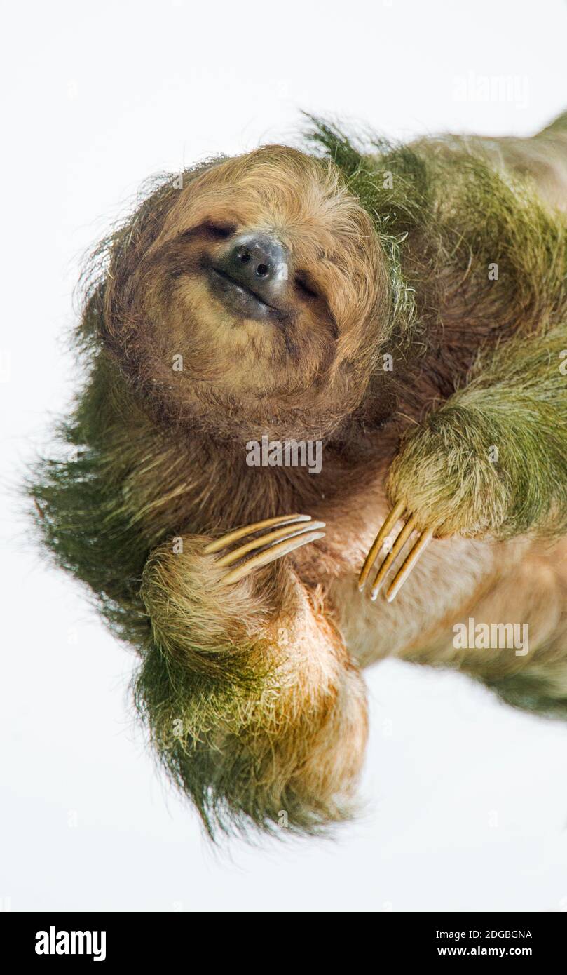 Sloth photography hi-res stock photography and images - Alamy