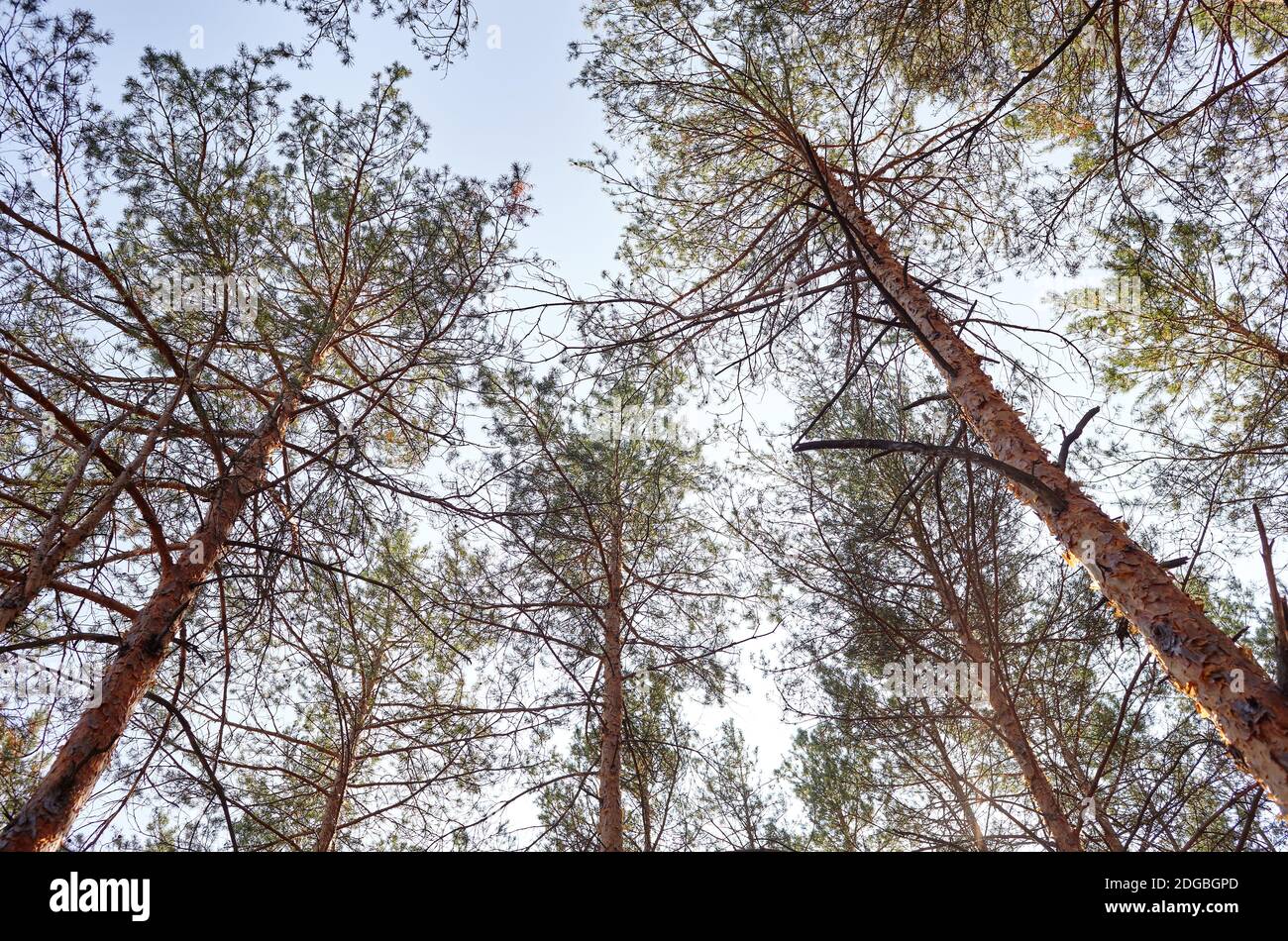 Bottom view of tall old tress in evergreen forest. Blue sky in the ...
