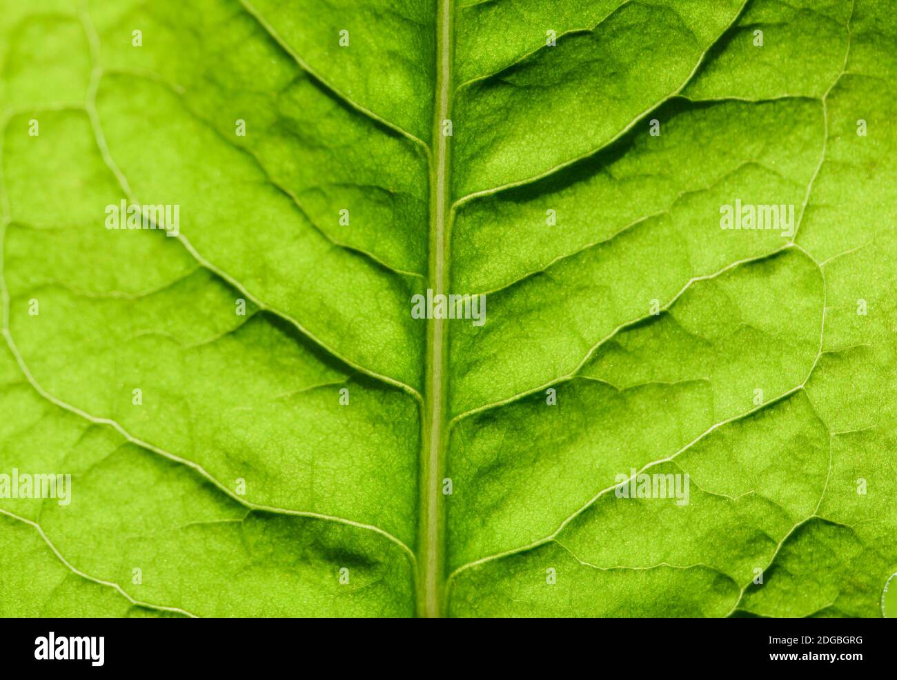 Simple leaf complexity hi-res stock photography and images - Alamy