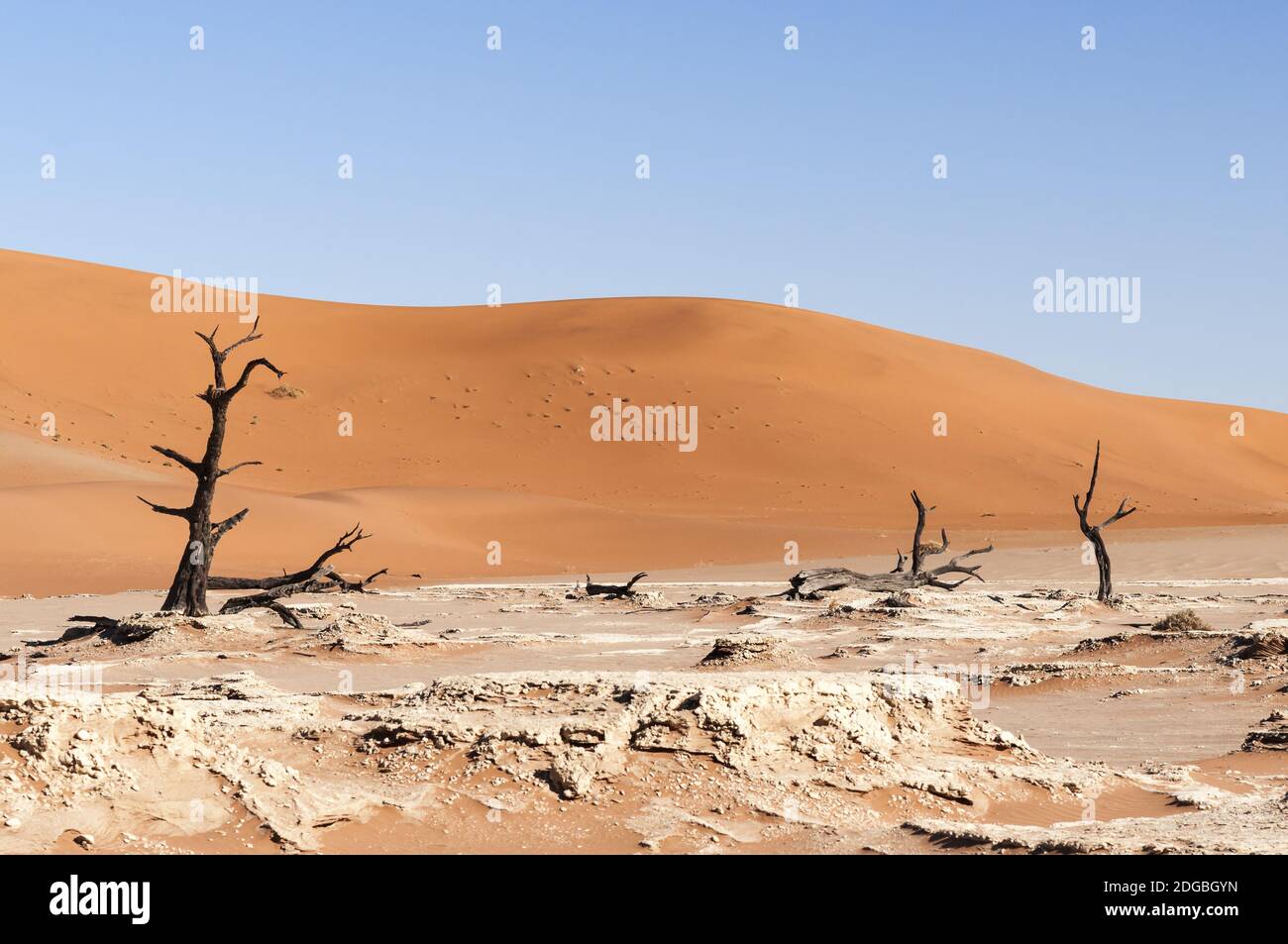 Dunes and dead acacia trees in the Namib desert, Dead Vlei, Sossusvlei ...