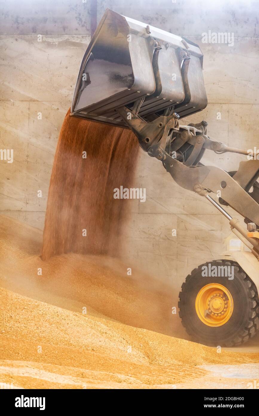 Wheel loader close up, excavator loading sand at construction site ...