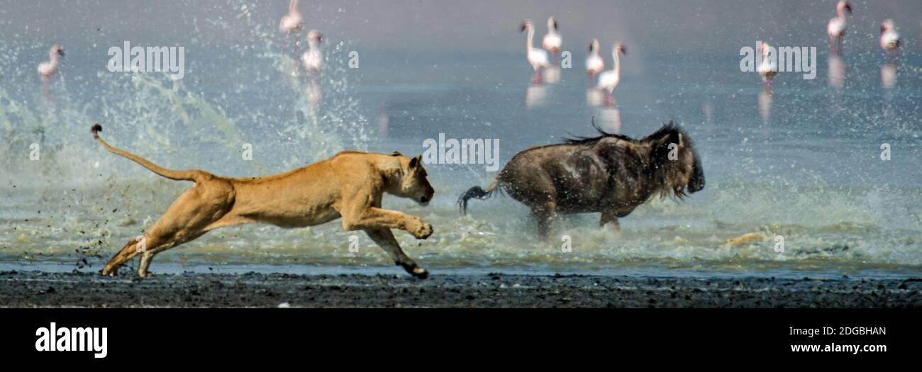 Lion Hunting Antelope