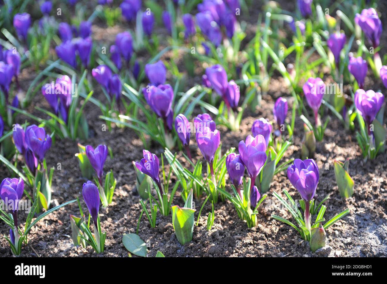 The record plant hi-res stock photography and images - Alamy