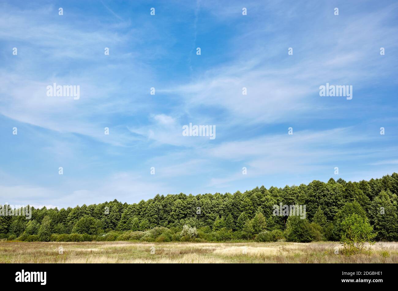 Forest horizon line hi-res stock photography and images - Alamy