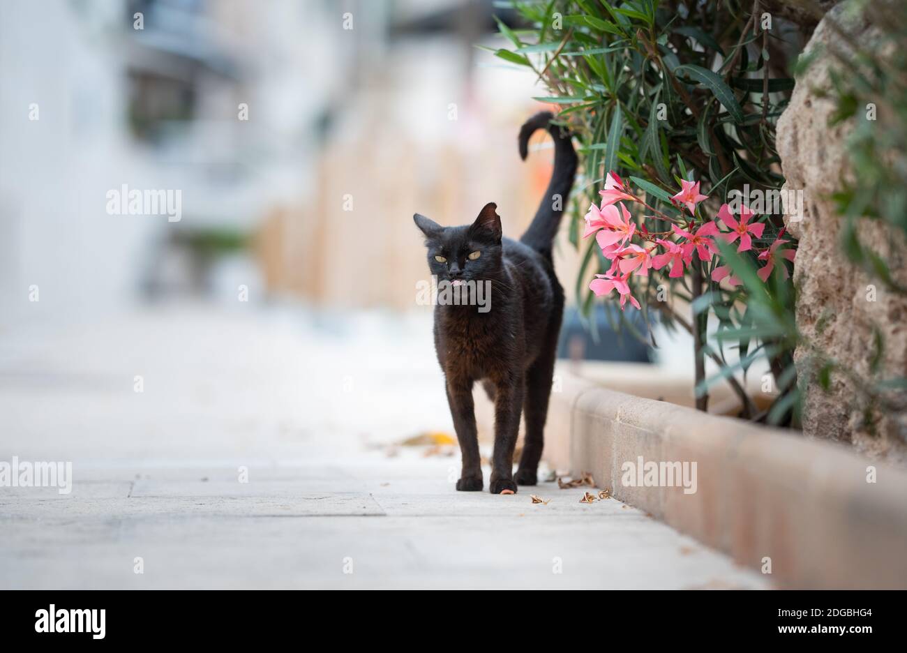 black stray cat with ear notch standing on sidewalk next to some ...