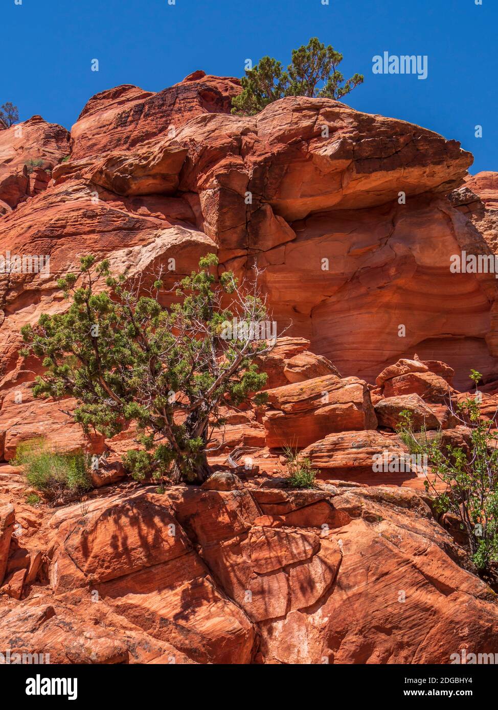Piñon pine, summit of Padre Canyon Trail, Snow Canyon State Park, Saint ...