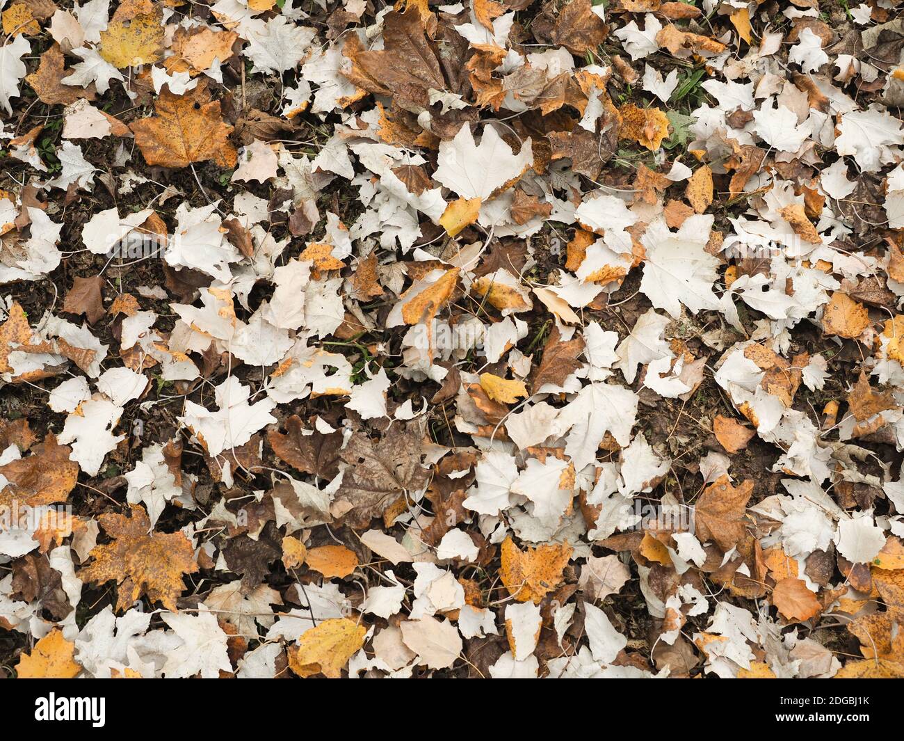 brown autumn leaves useful as a background Stock Photo - Alamy