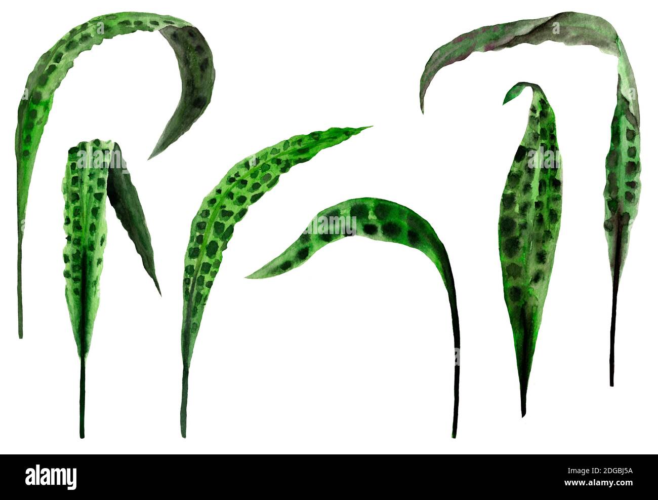 Coral leaf algae Cut Out Stock Images & Pictures - Alamy