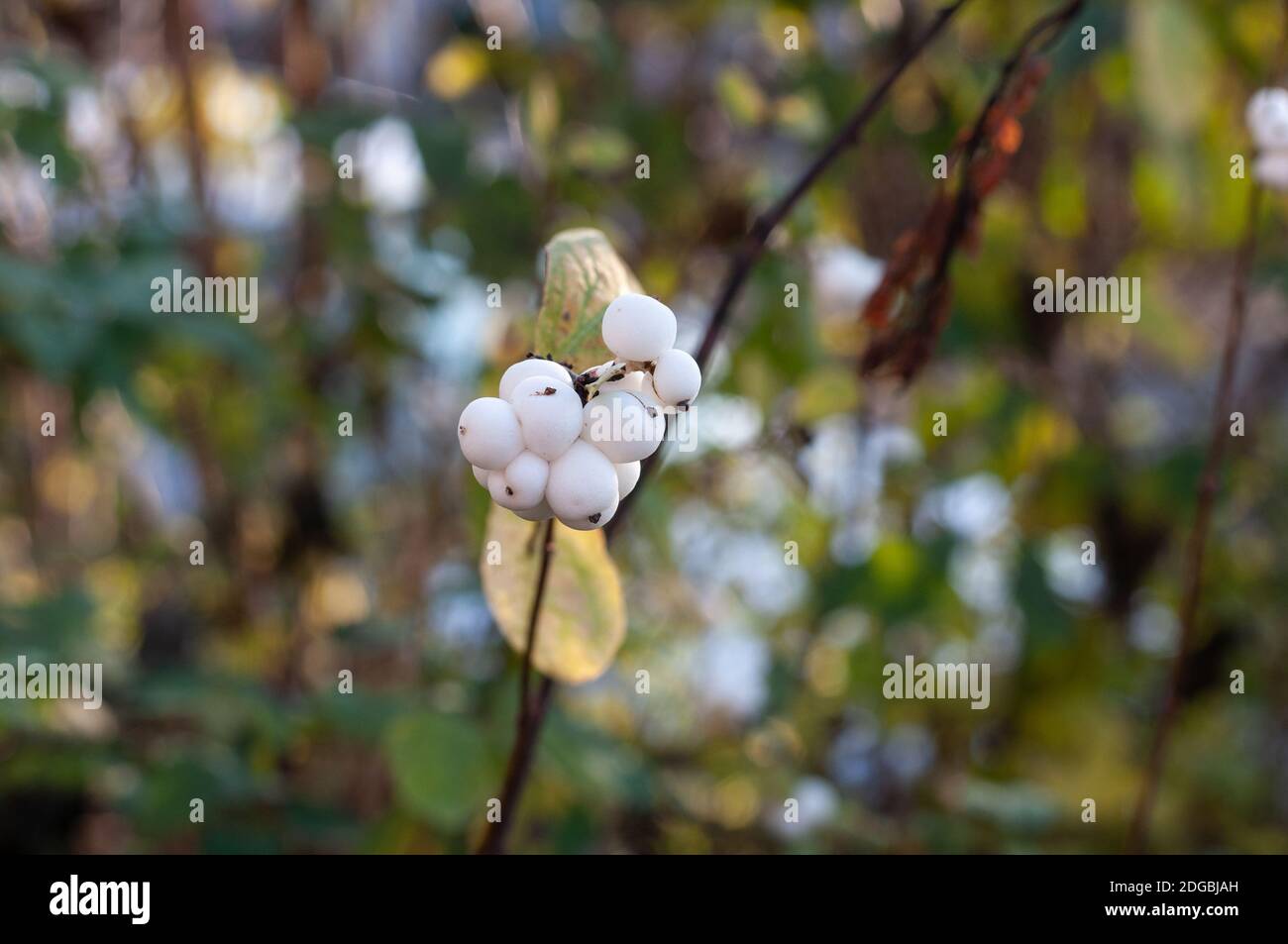 the poisonous white fruits of a snowberry bush in autumn Stock Photo ...