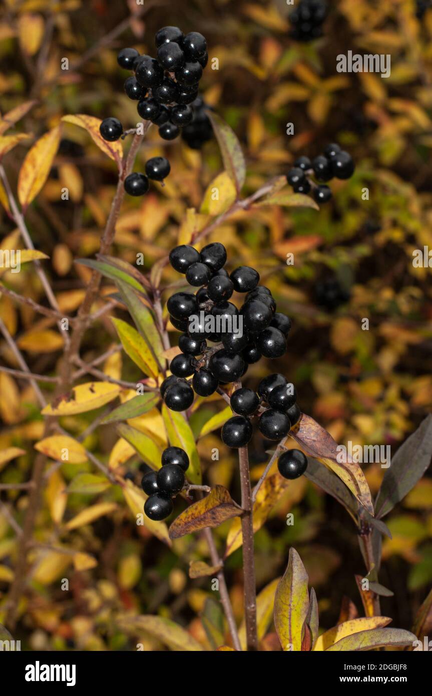 Glossy privet hi-res stock photography and images - Alamy
