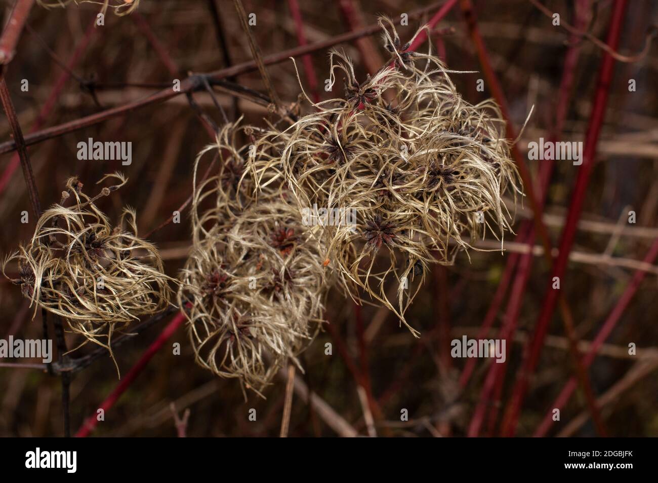 the reddish twigs of clematis vitalba or traveller´s joy with hairy ...