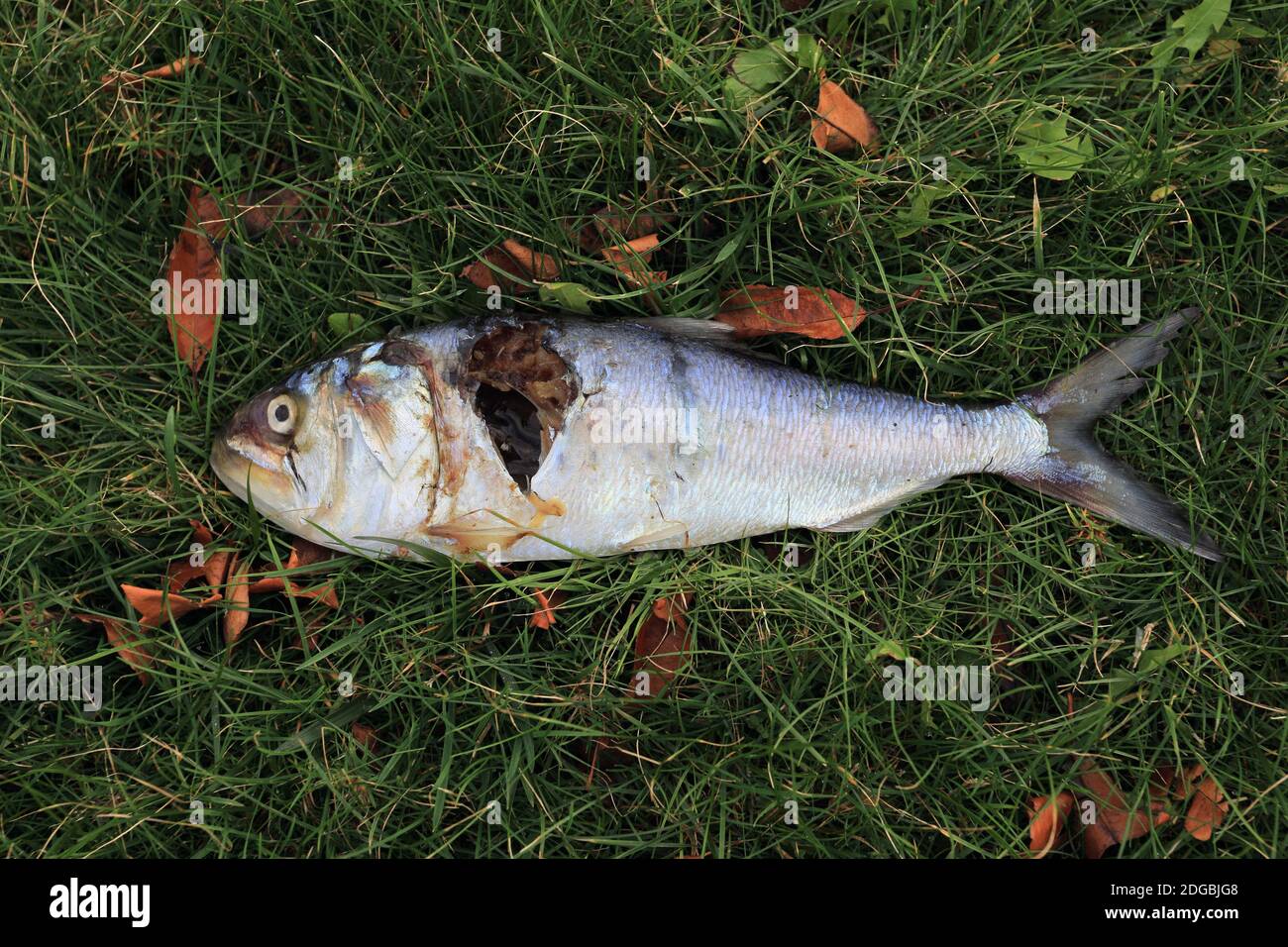 Rotten fish hi-res stock photography and images - Alamy