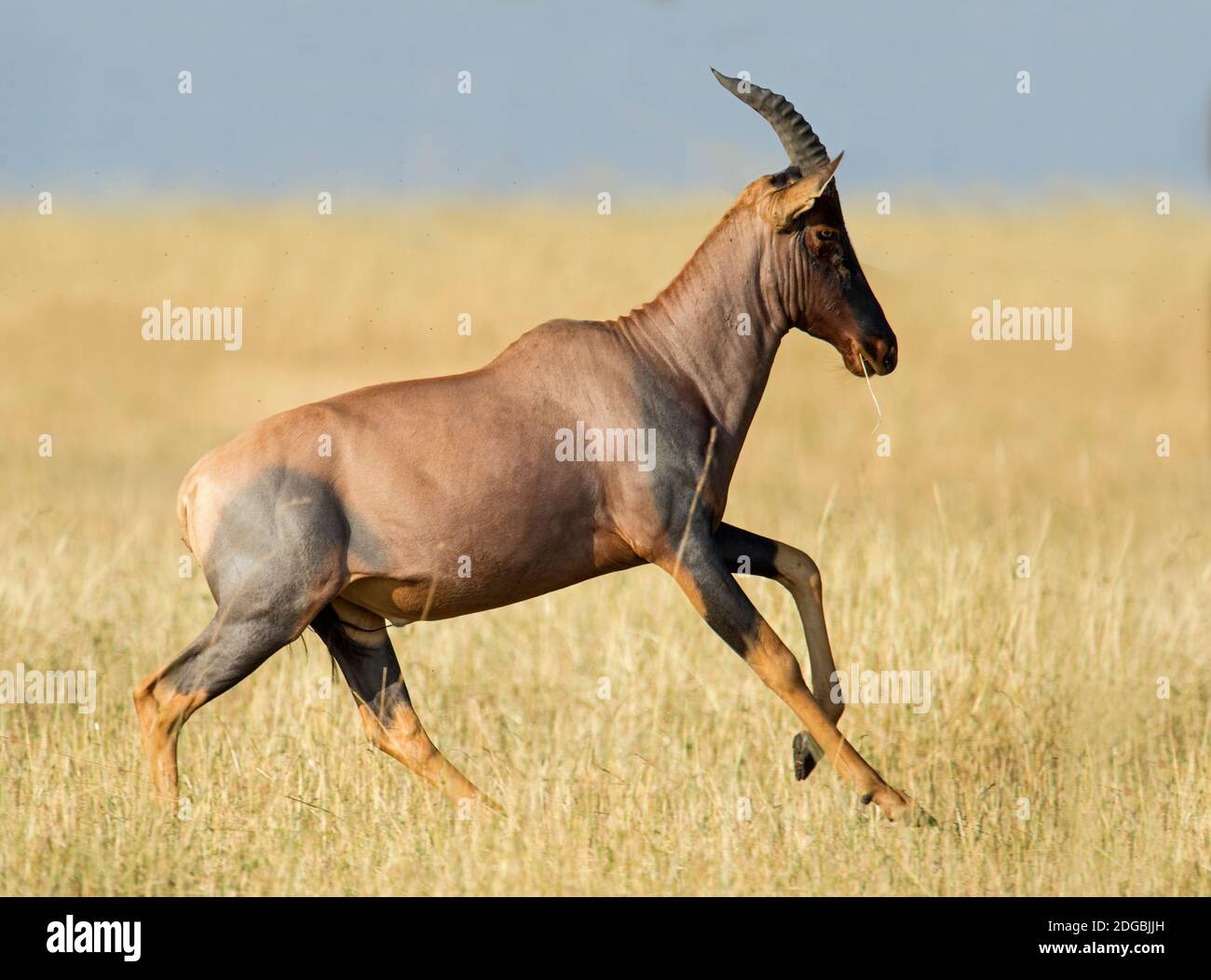 Tanzania fauna hi-res stock photography and images - Alamy