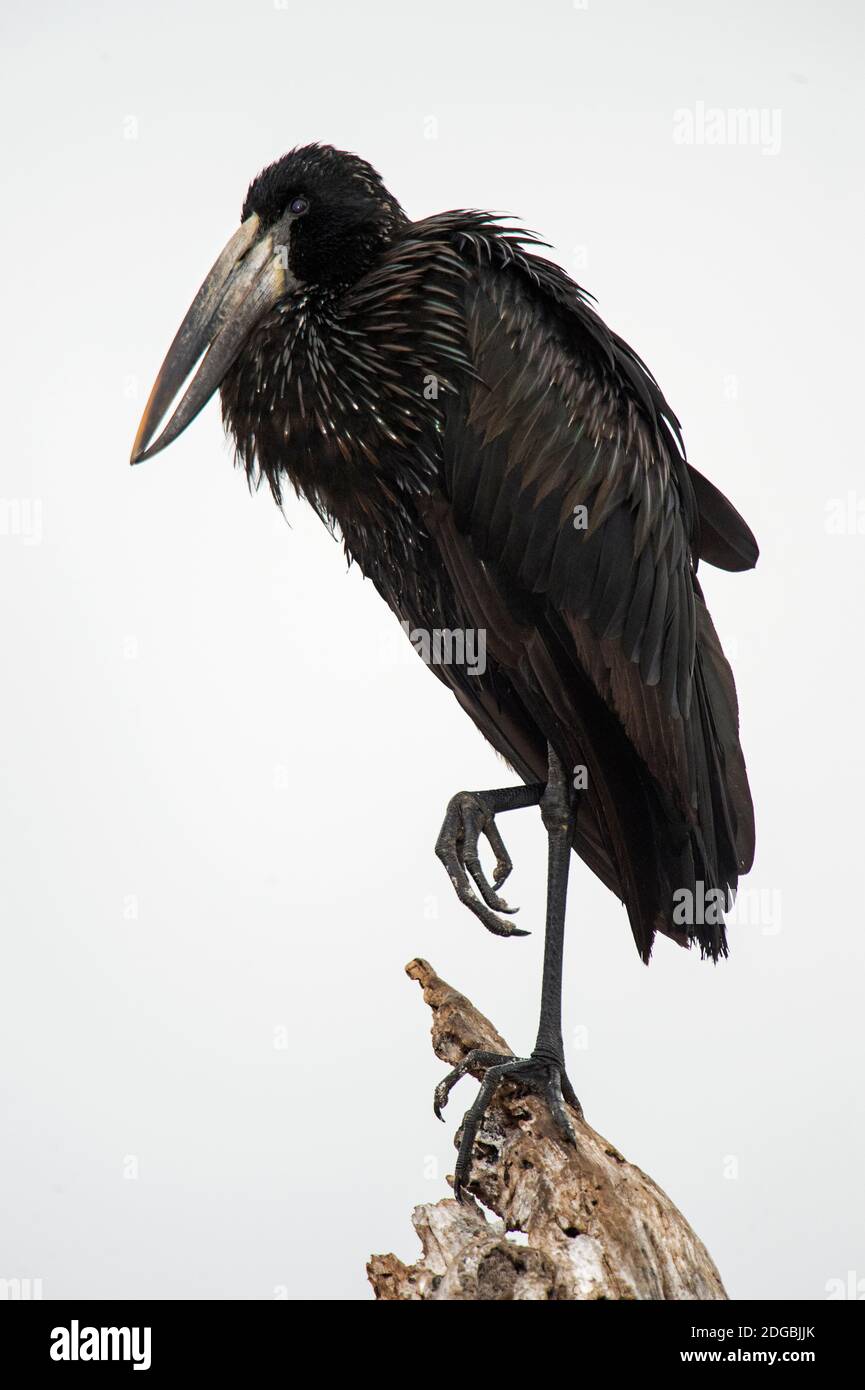 Stork Tanzania High Resolution Stock Photography and Images - Alamy