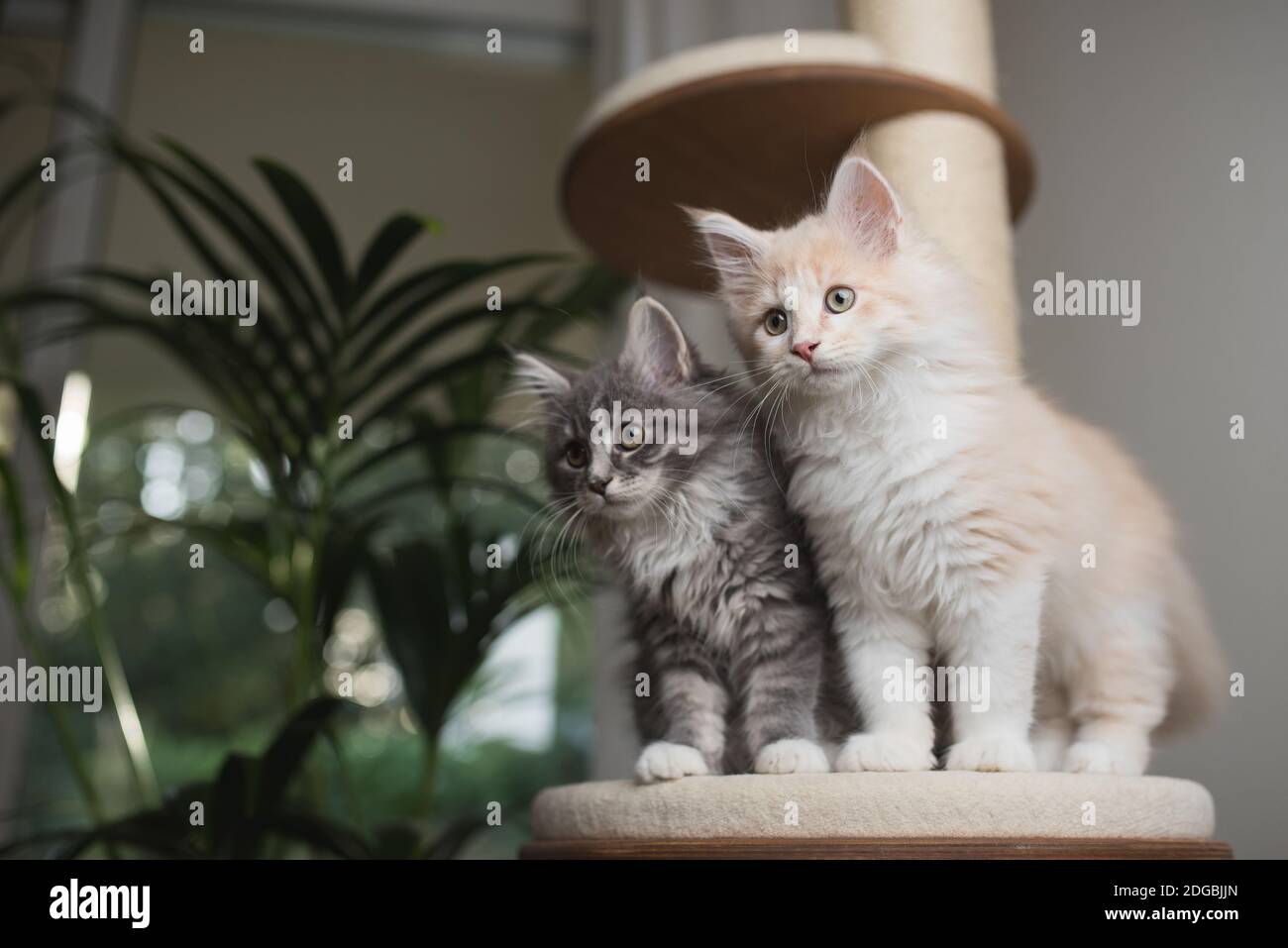 two maine coon kittens standing on a scratching post platform looking ...