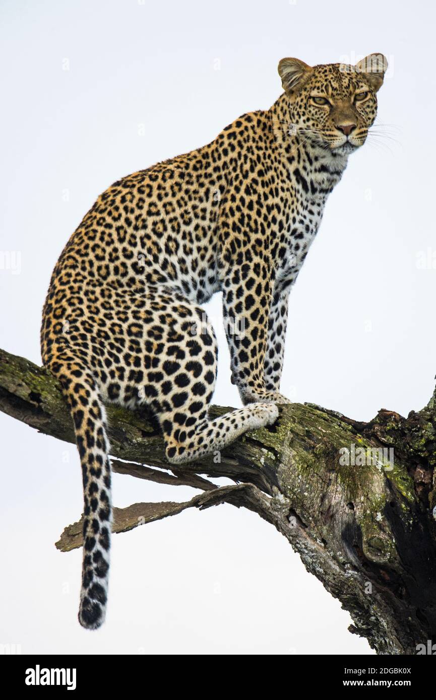 Sitting leopard hi-res stock photography and images - Alamy