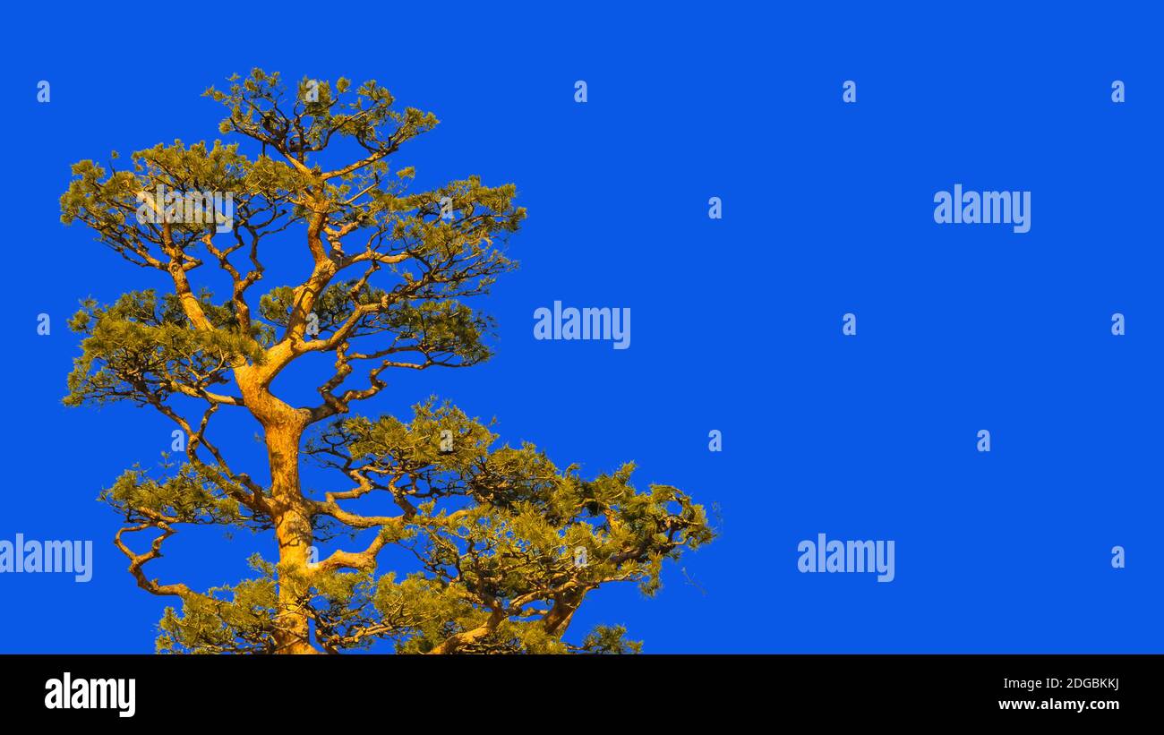 Tall trees with blue sky hi-res stock photography and images - Alamy