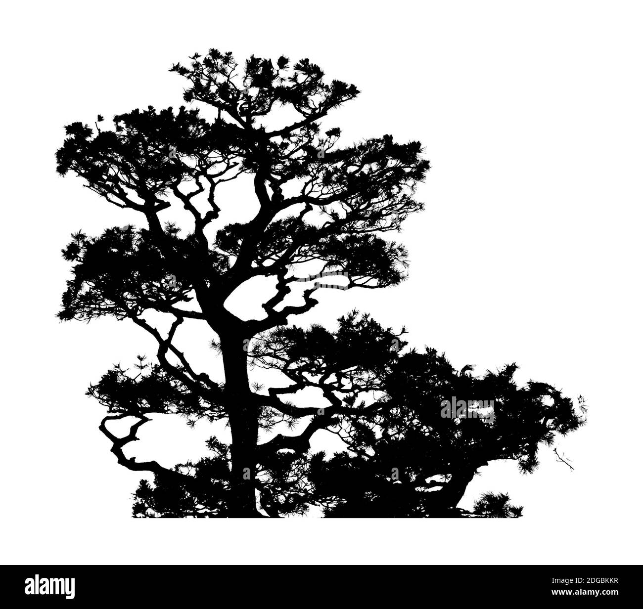 Plant in silhouette on Black and White Stock Photos & Images - Alamy