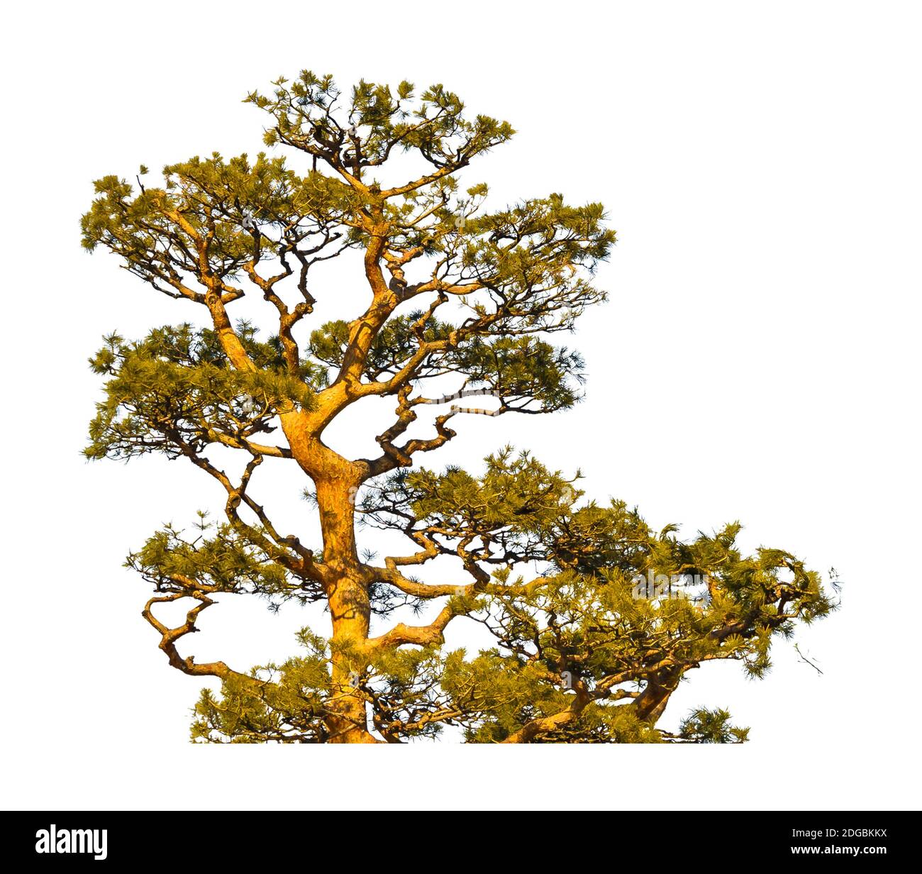 Isolated Tall Tree Photo Stock Photo - Alamy