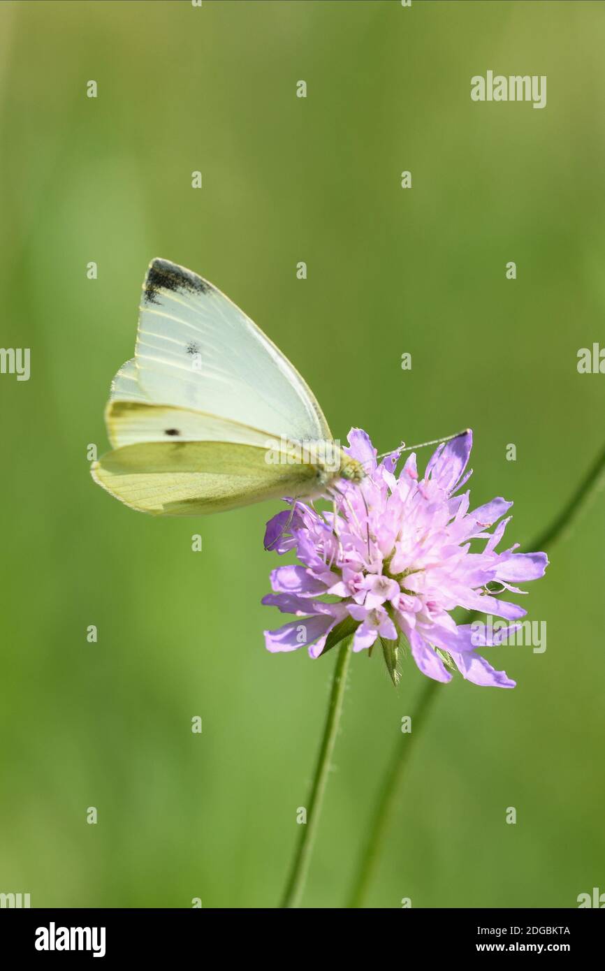 Small cabbage white Stock Photo - Alamy
