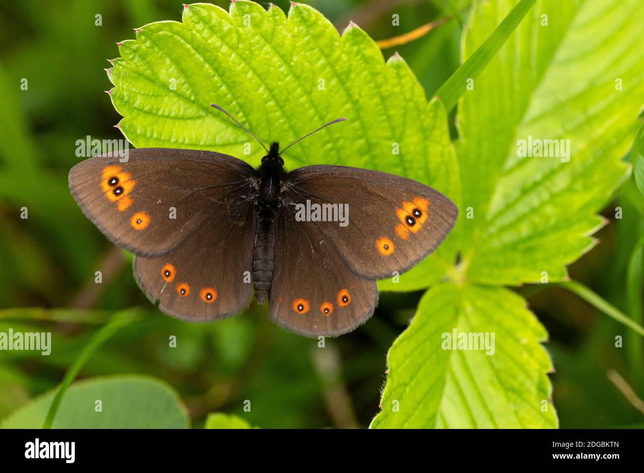 Erebia medusa hi-res stock photography and images - Alamy