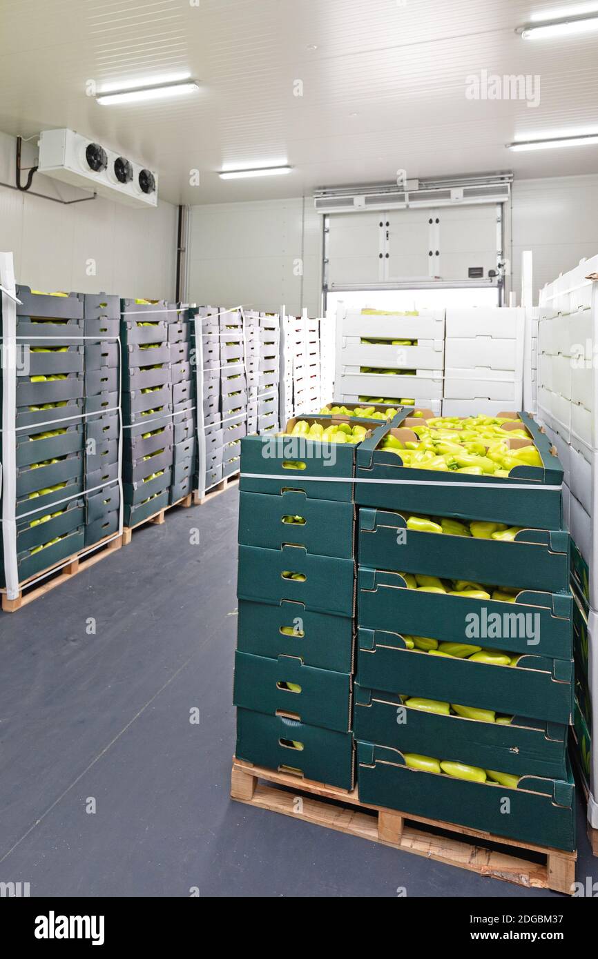 Green Peppers in Boxes Cold Storage Warehouse Stock Photo - Alamy