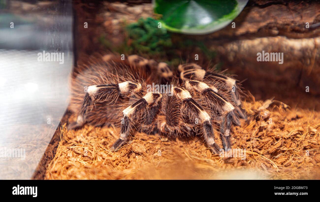 Big spider in terrarium hi-res stock photography and images - Alamy