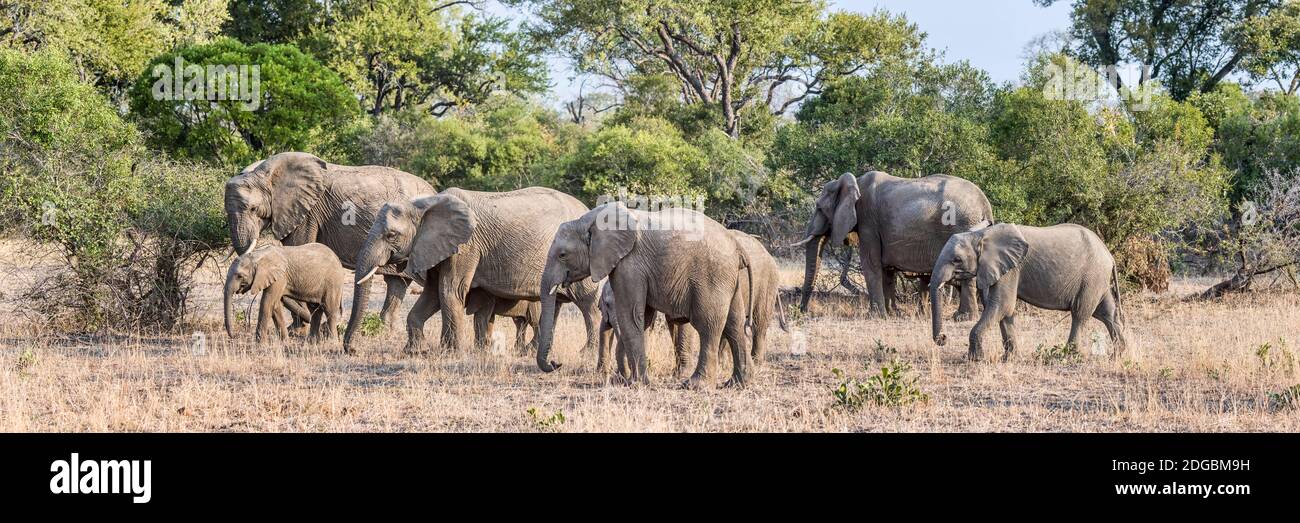 African Elephants (Loxodonta africana) looking for water in a forest ...