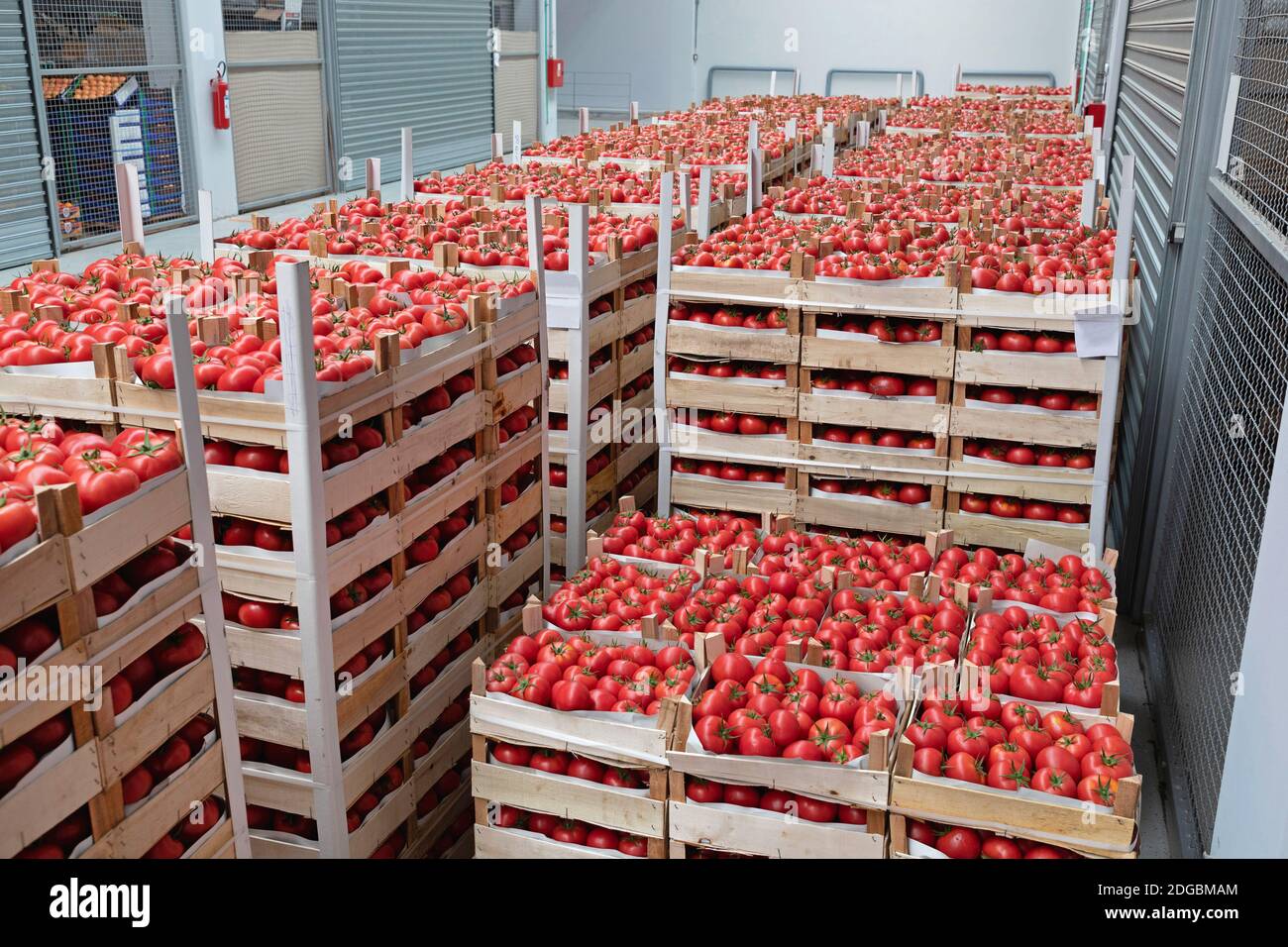 Crates of Red Tomato in Warehouse Storage Stock Photo - Alamy