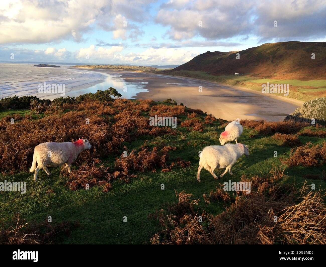 Three grazing sheep hi-res stock photography and images - Alamy