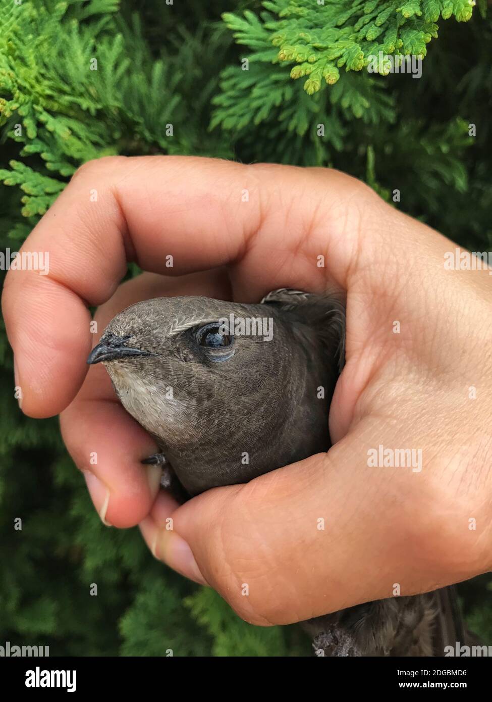 Holding bird hi-res stock photography and images - Alamy