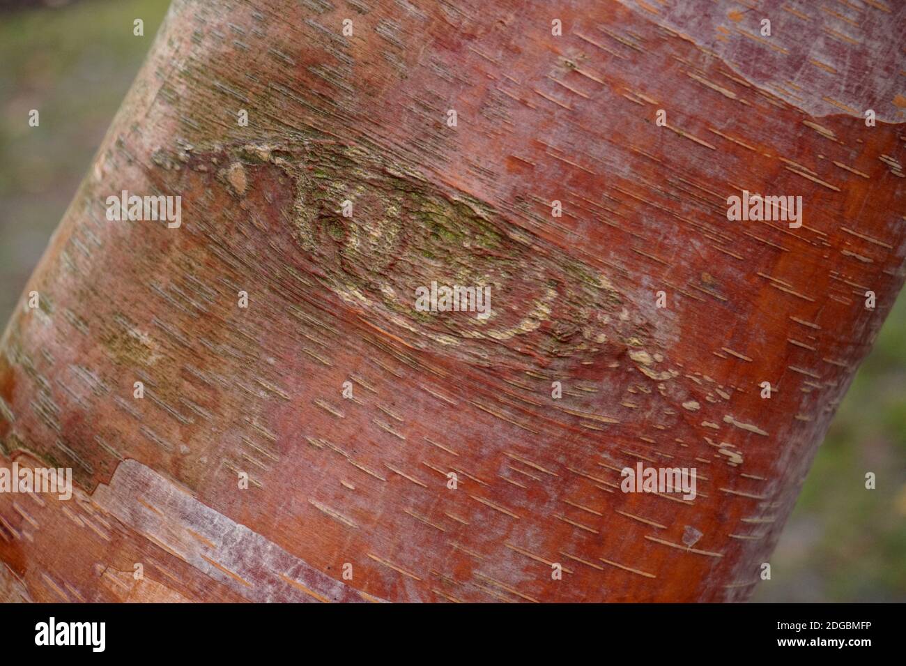 A tree with pink bark and an eye-shape in the trunk. Autumn in an ...