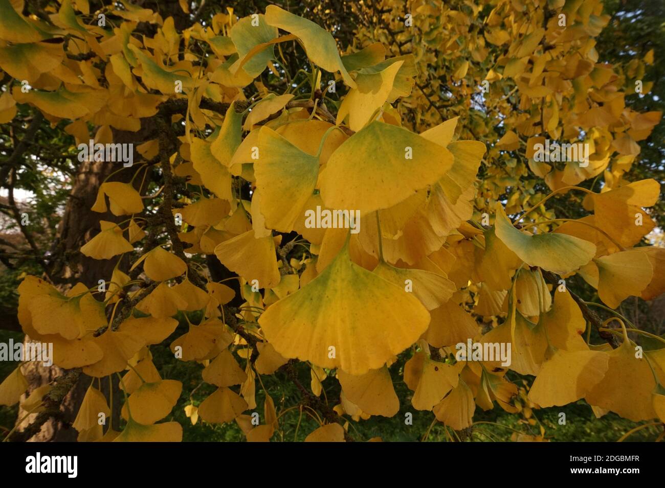 Ginkgo tree with yellowing leaves. Autumn in an English Garden Stock Photo - Alamy