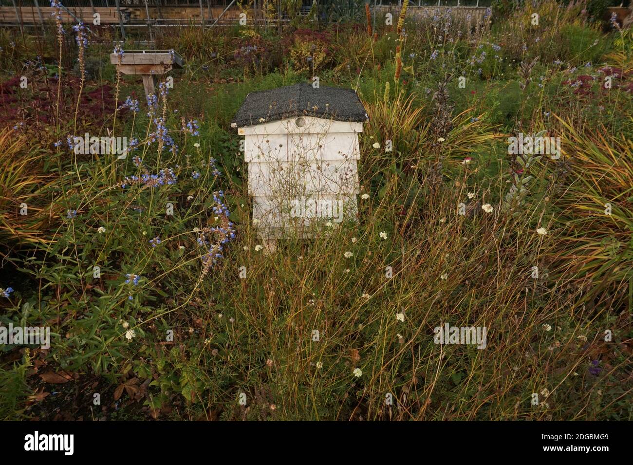 Bee hive in a flowerbed of autumnal flowering plants. Autumn in an ...
