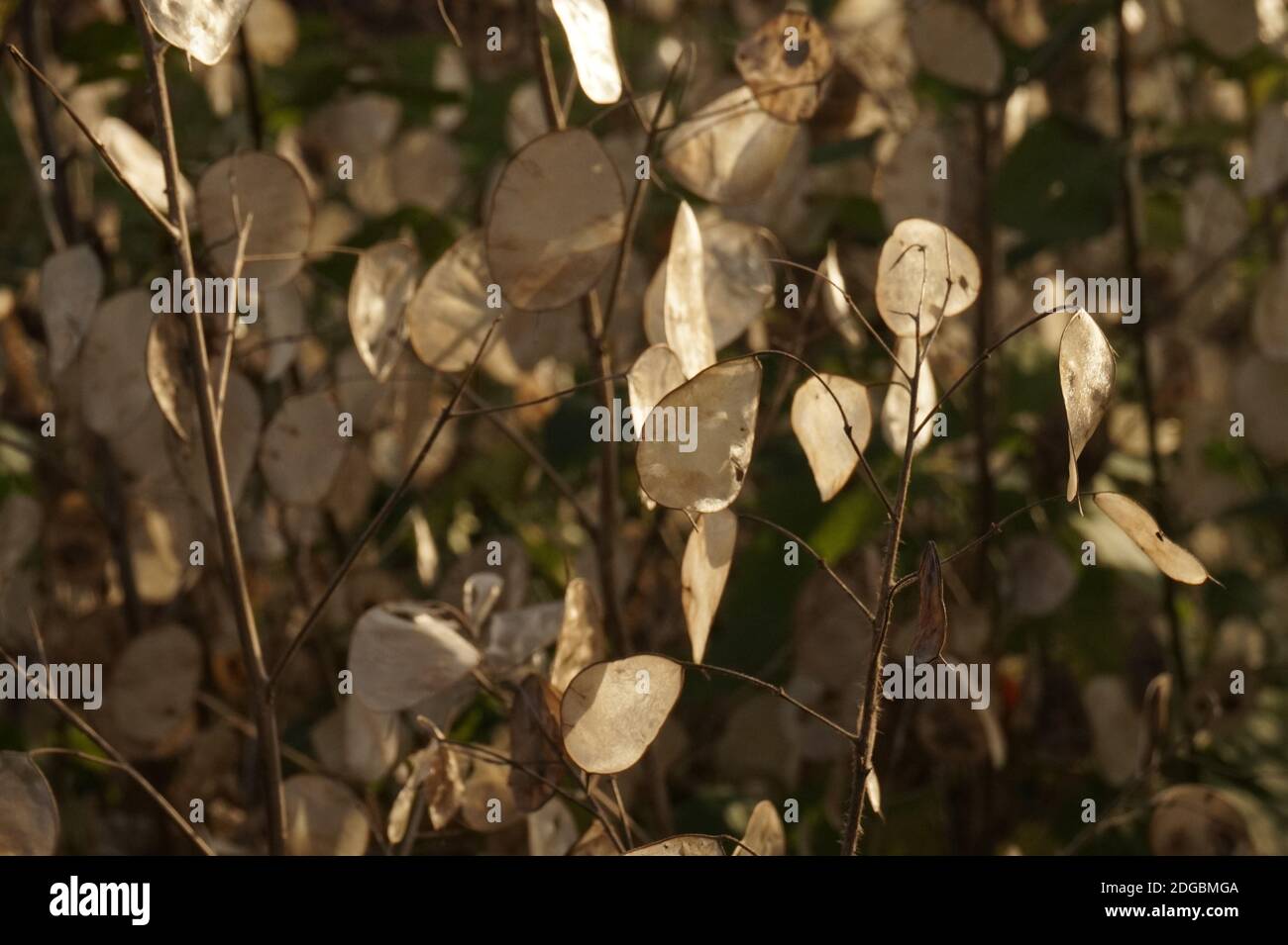 "Honesty" (Lunaria annua) seed pods, English country garden Stock Photo ...