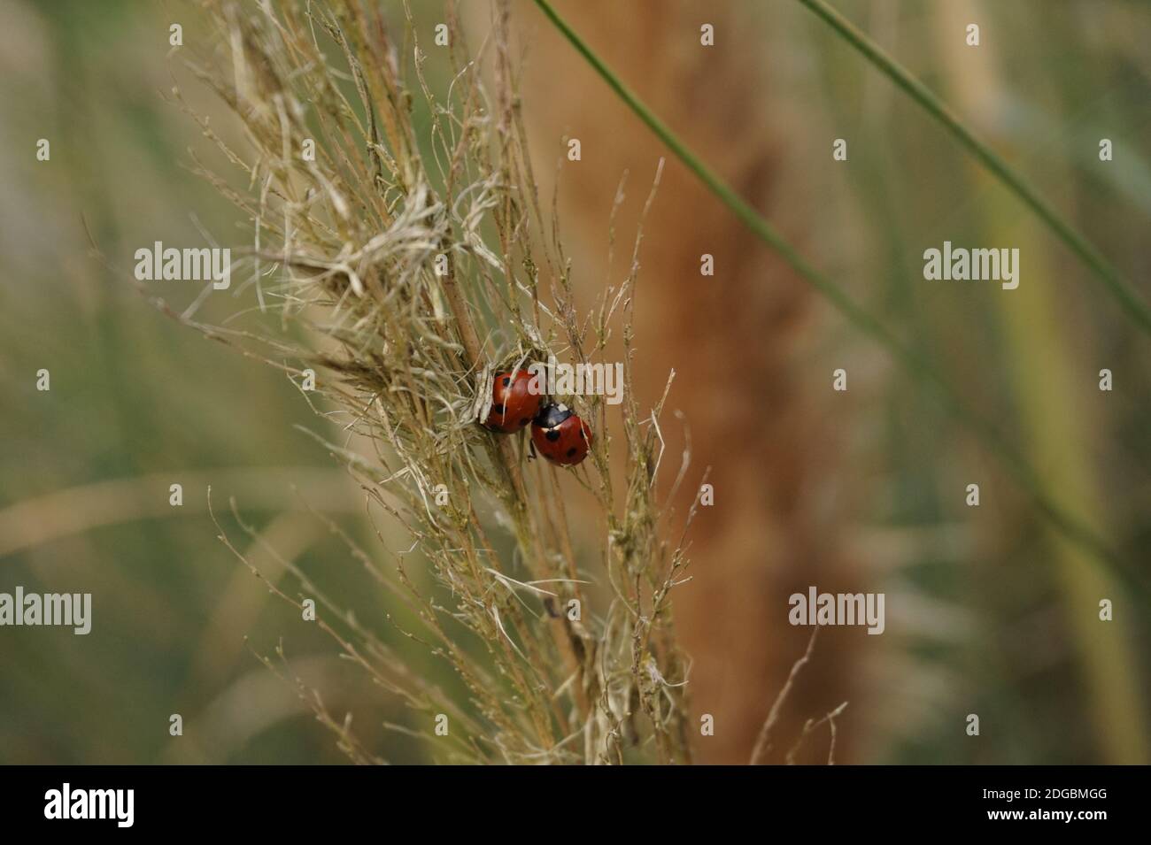 Seven-spot ladybirds, Coccinella septempunctata. Autumn in an English ...