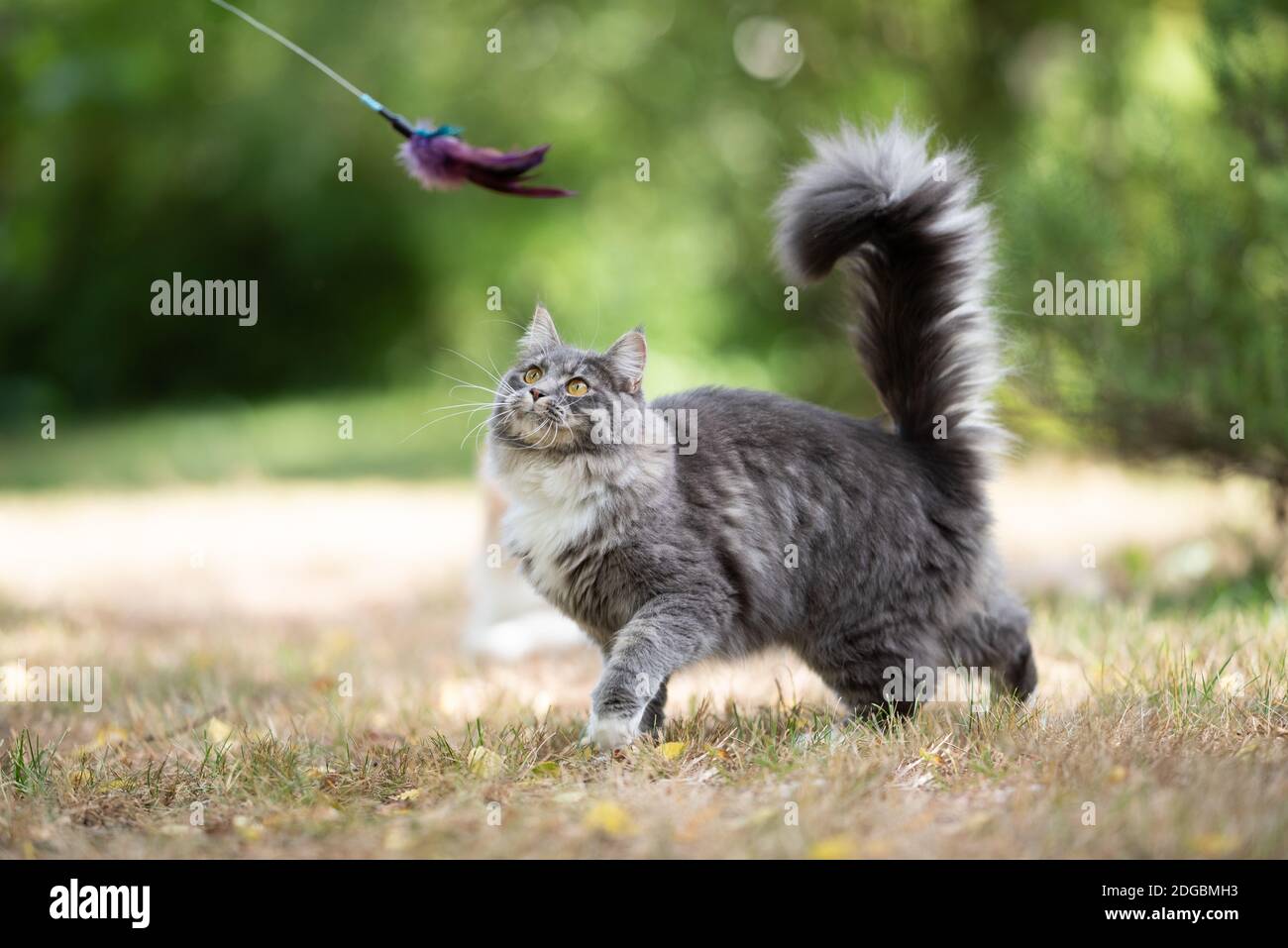 playful young blue tabby maine coon cat with white paws and extremely ...