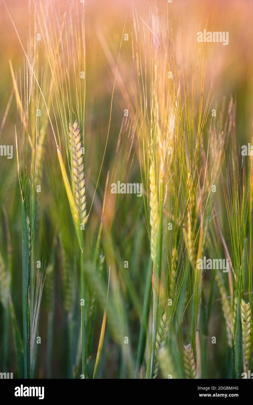 Golden ears of barley close up cornfield Background Stock Photo - Alamy