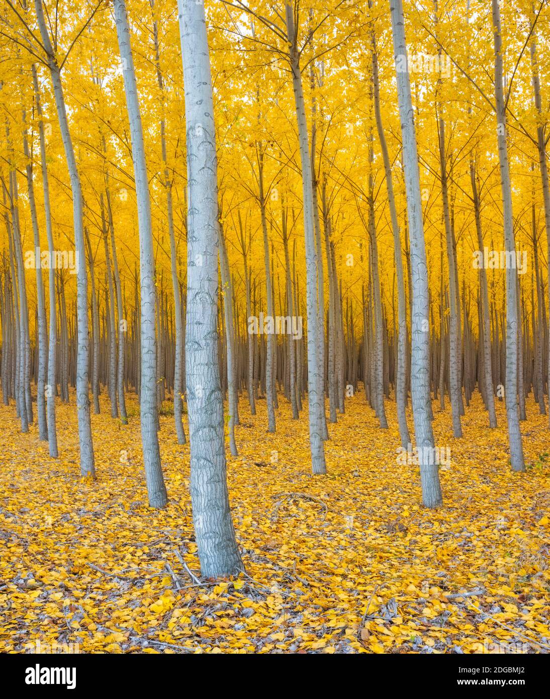 Poplar plantation in autumn, near Irrigon, Oregon, USA Stock Photo - Alamy