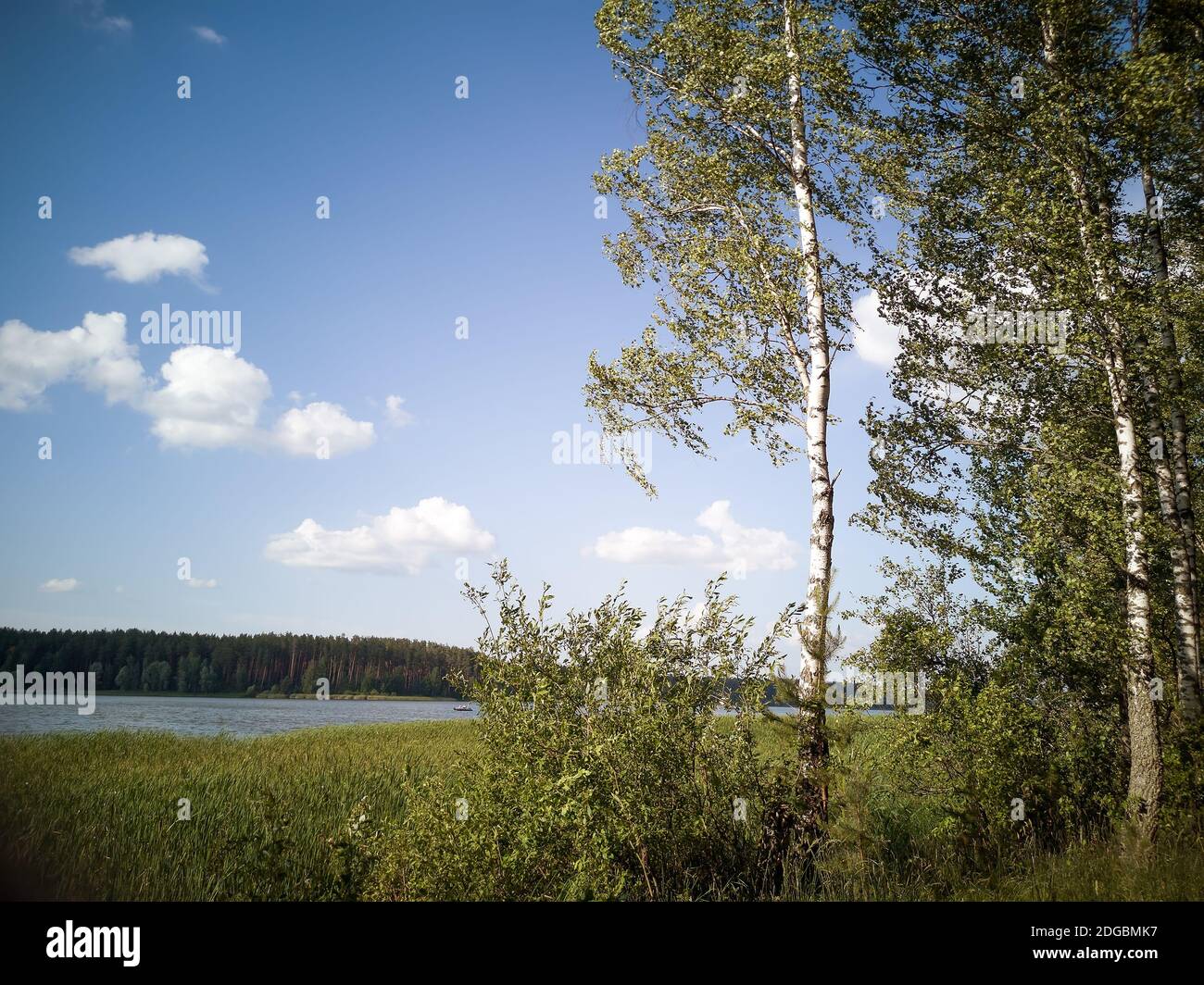 Large birch trees hi-res stock photography and images - Alamy