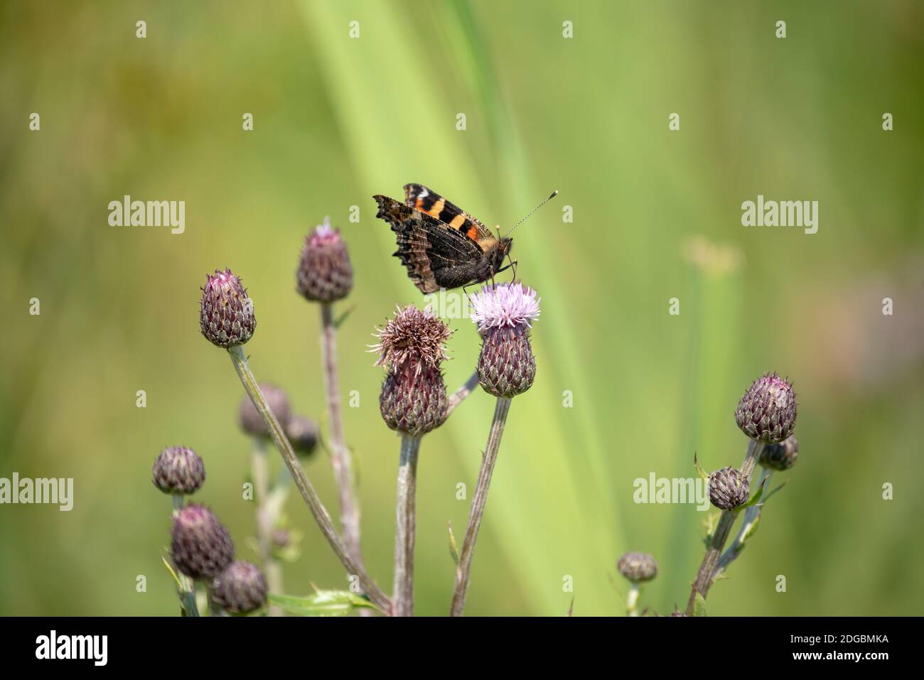 Painted lady invasion hi-res stock photography and images - Alamy