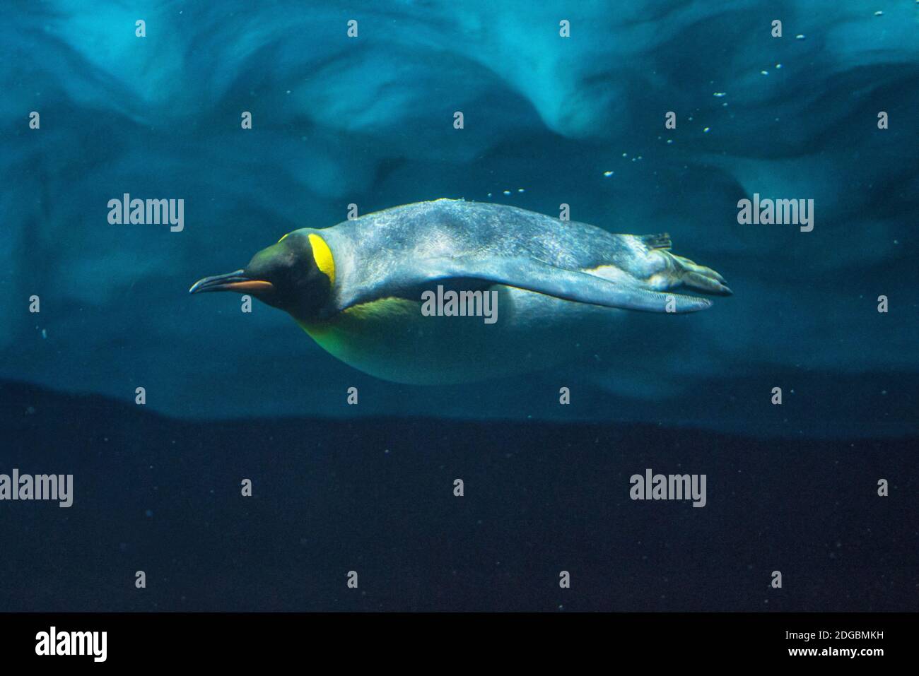 Penguin diving underwater, underwater view Stock Photo - Alamy