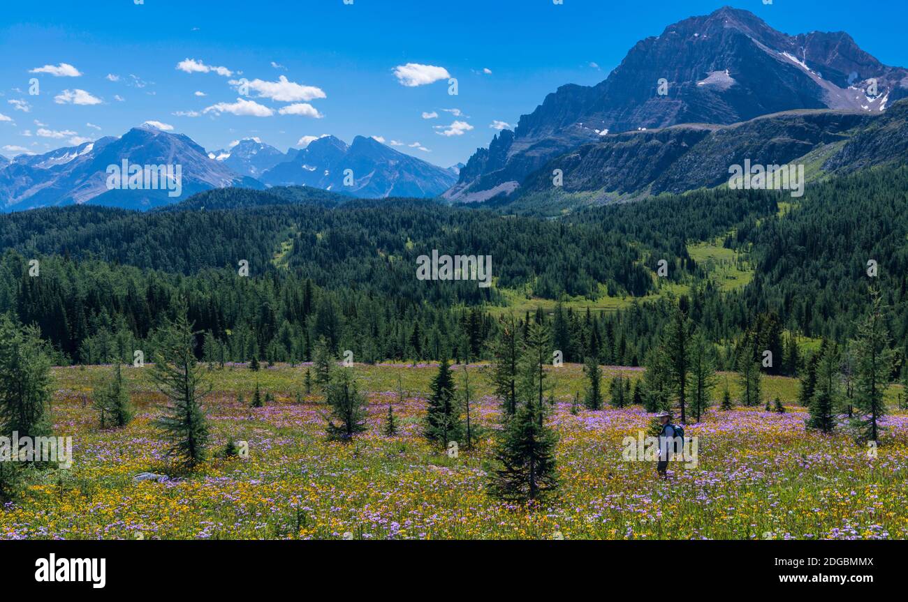 Hiker at wildflowers meadow, Monarch Ramparts, Healy Pass, Alberta ...