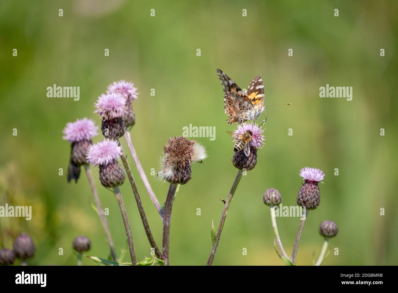 Painted lady invasion hi-res stock photography and images - Alamy