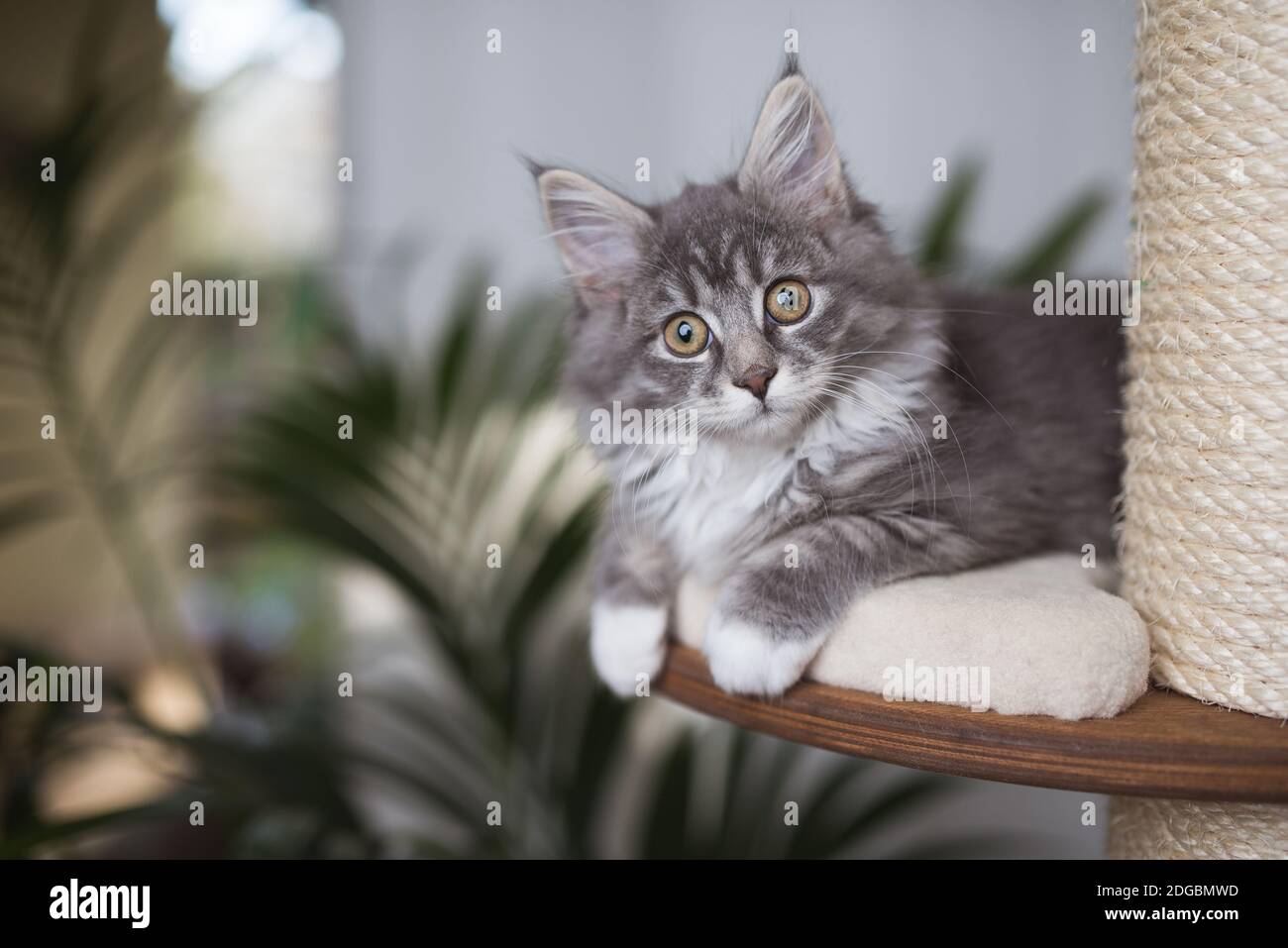 perspective view of a blue tabby maine coon kitten relaxing on a ...