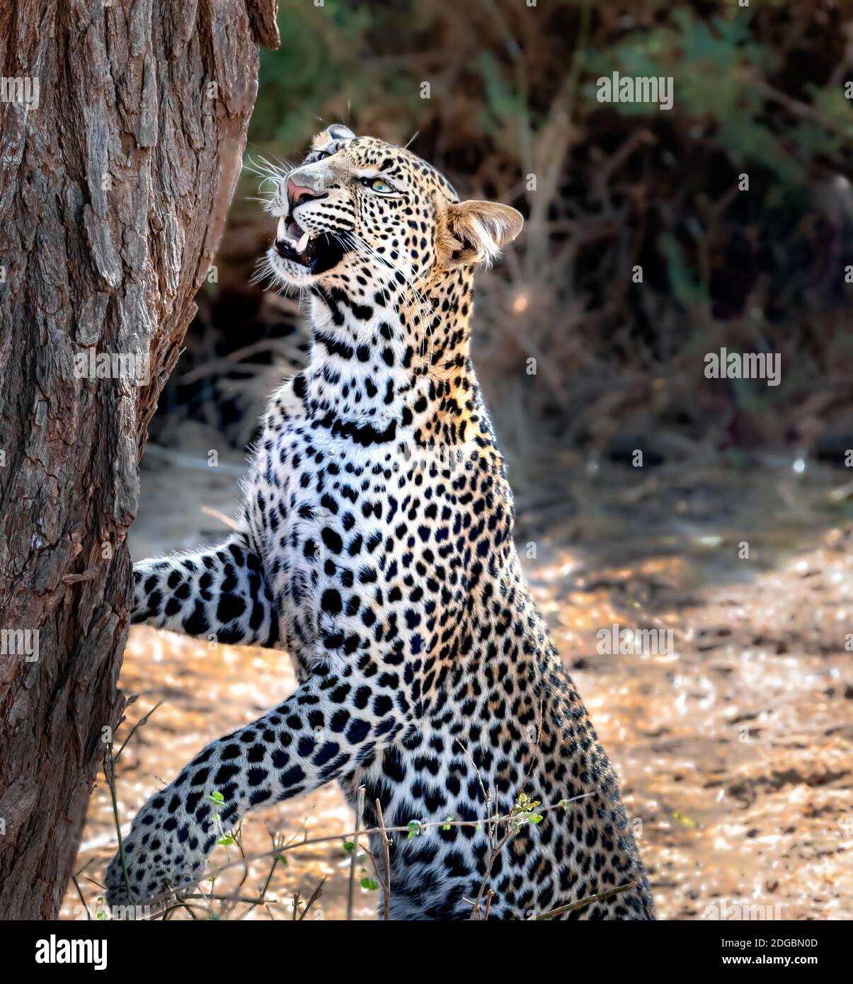 Portrait of a leopard looking up a tree, Zimbabwe Stock Photo - Alamy