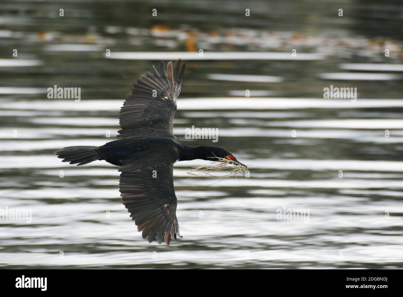 A Rock Shag, Phalacrocorax magellanicus, in flight Stock Photo - Alamy